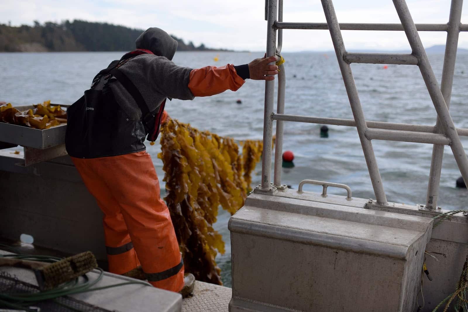 Seaweed sovereignty: Cultivating kelp resurgence in W̱SÁNEĆ waters