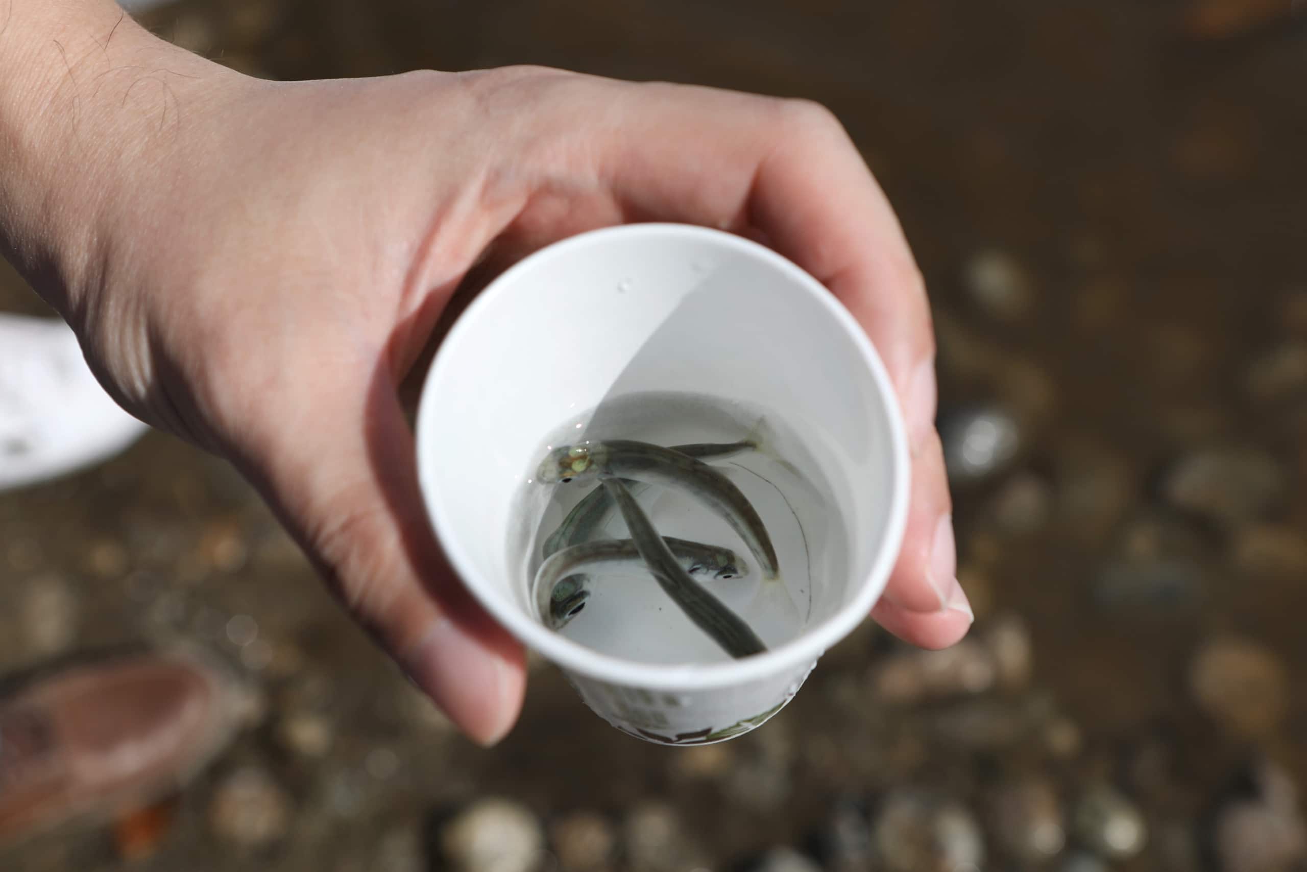 Children help ONA’s sockeye release, as thousands of fry set free