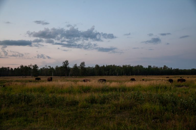 Travelling the Buffalo road: Indigenous nations are rematriating bison ...