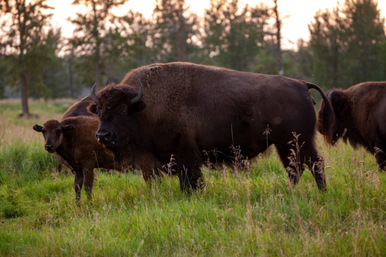 Travelling the Buffalo road: Indigenous nations are rematriating bison ...