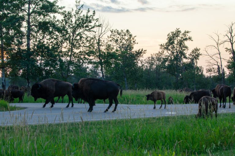 Travelling the Buffalo road: Indigenous nations are rematriating bison ...