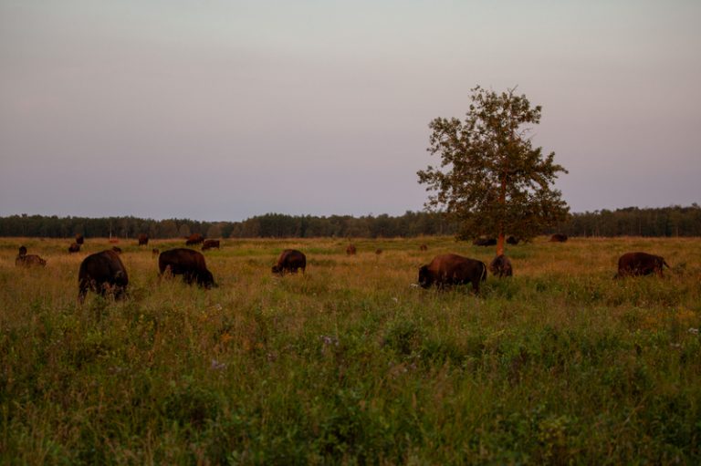 Travelling the Buffalo road: Indigenous nations are rematriating bison ...