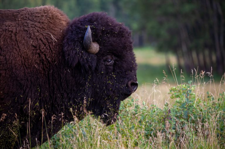 Travelling the Buffalo road: Indigenous nations are rematriating bison ...