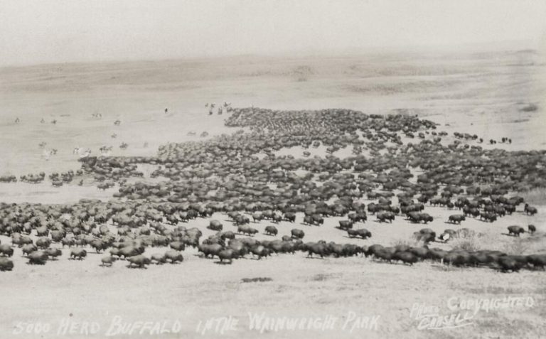 Travelling the Buffalo road: Indigenous nations are rematriating bison ...