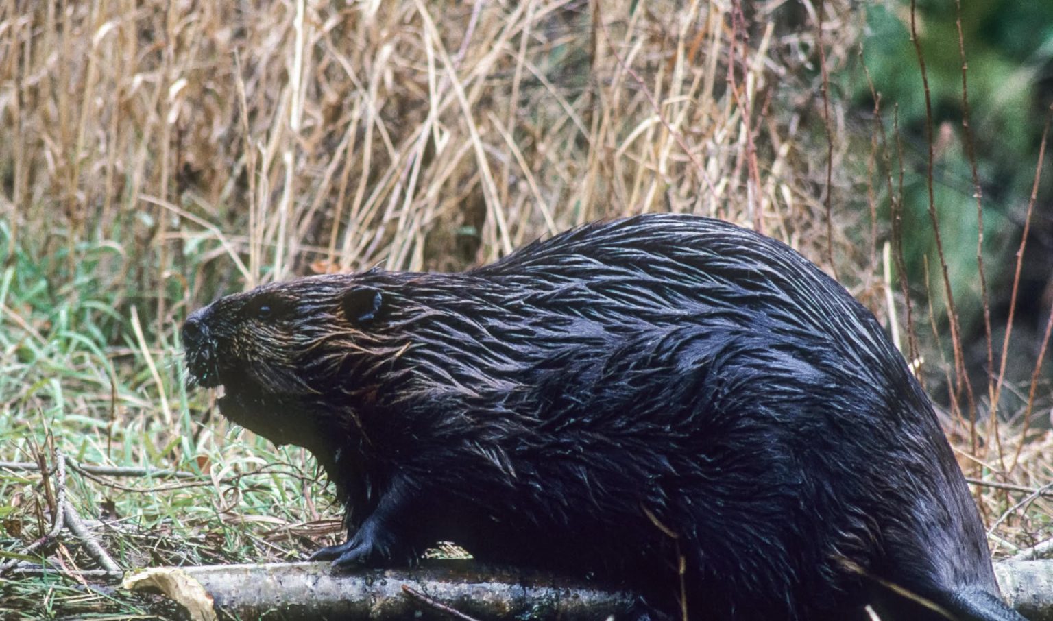 People are imitating beavers to help them return - Indiginews
