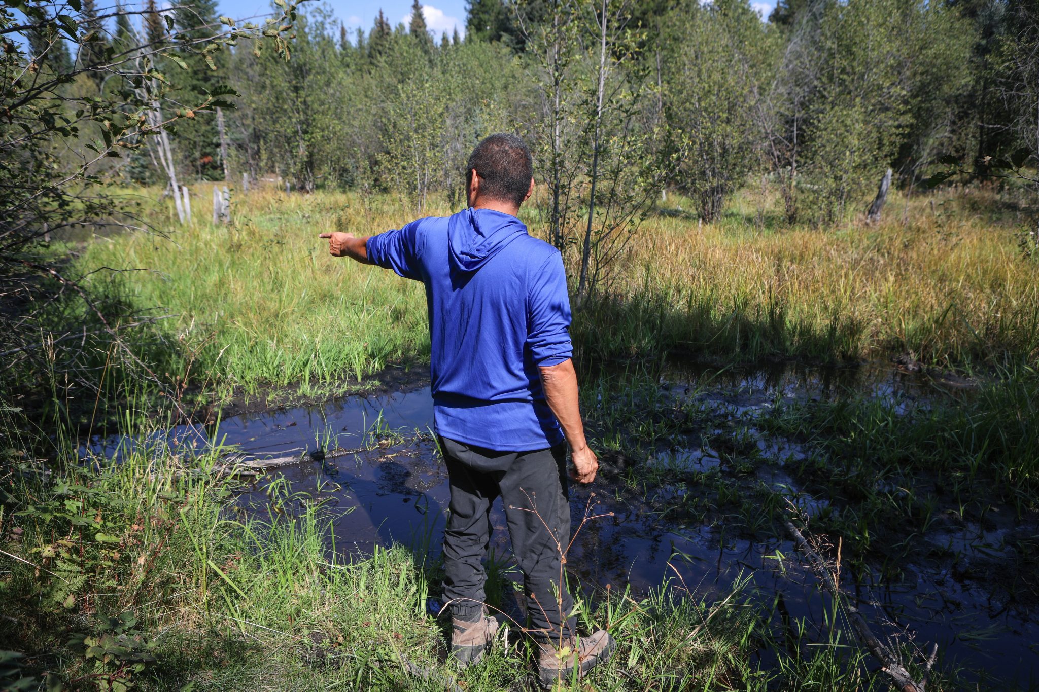 People are imitating beavers to help them return - Indiginews