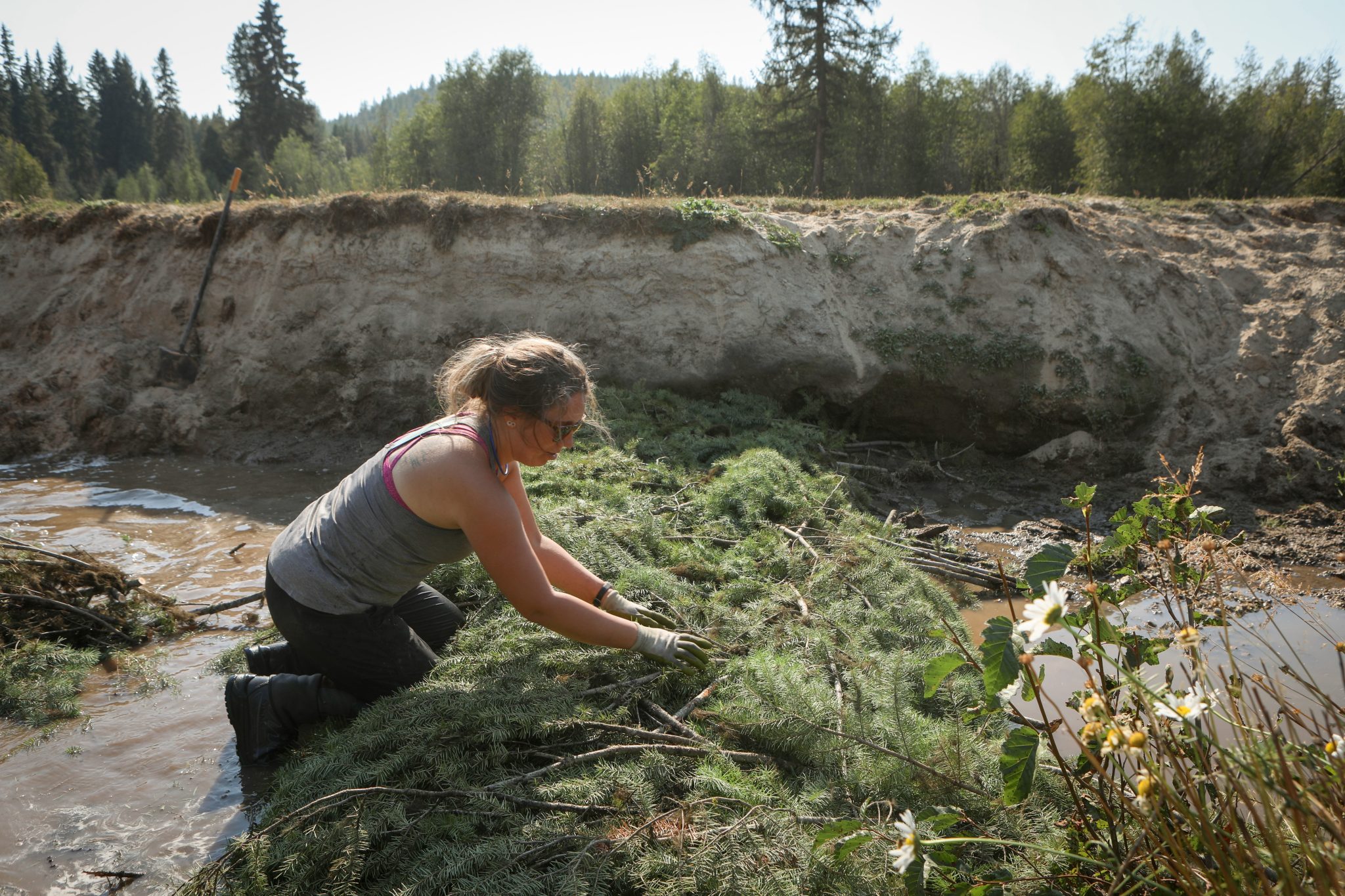 People are imitating beavers to help them return - Indiginews