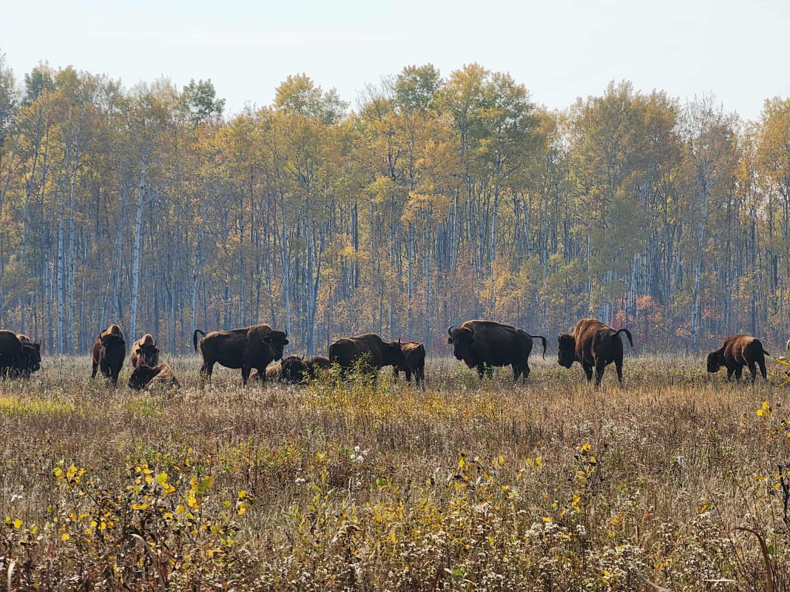 Growing wood bison herd are offering this First Nation lessons in ...