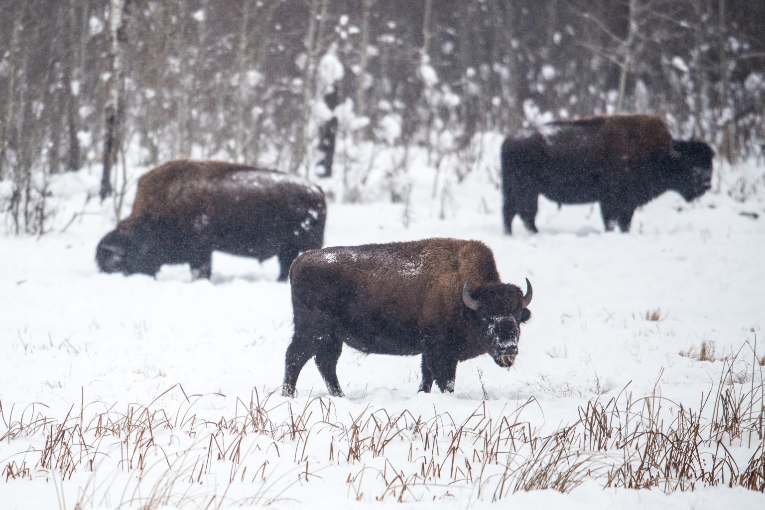 Growing wood bison herd are offering this First Nation lessons in ...