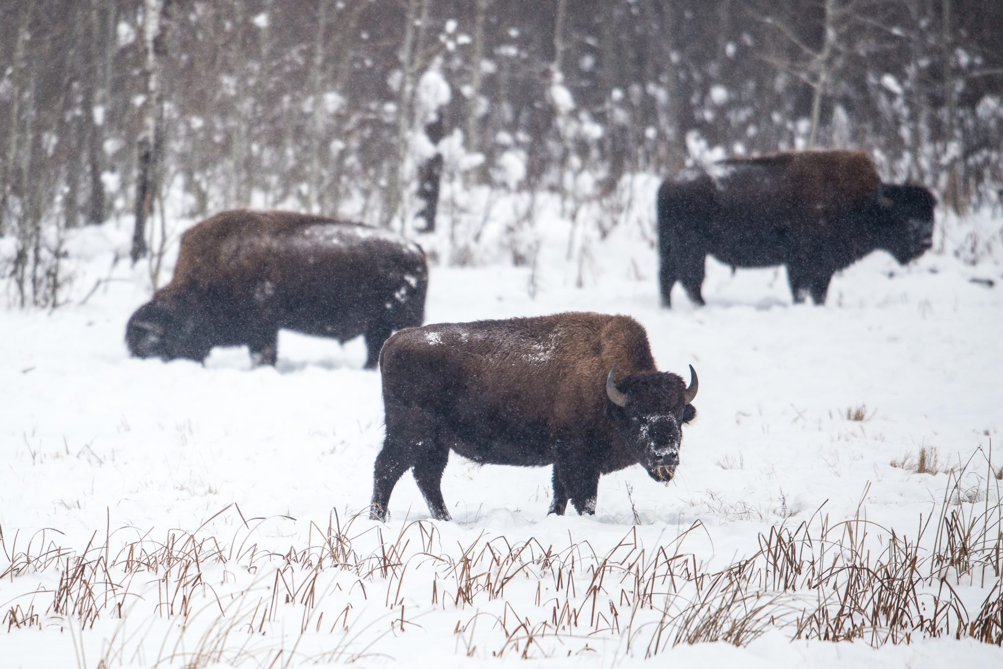 Growing wood bison herd are offering this First Nation lessons in ...
